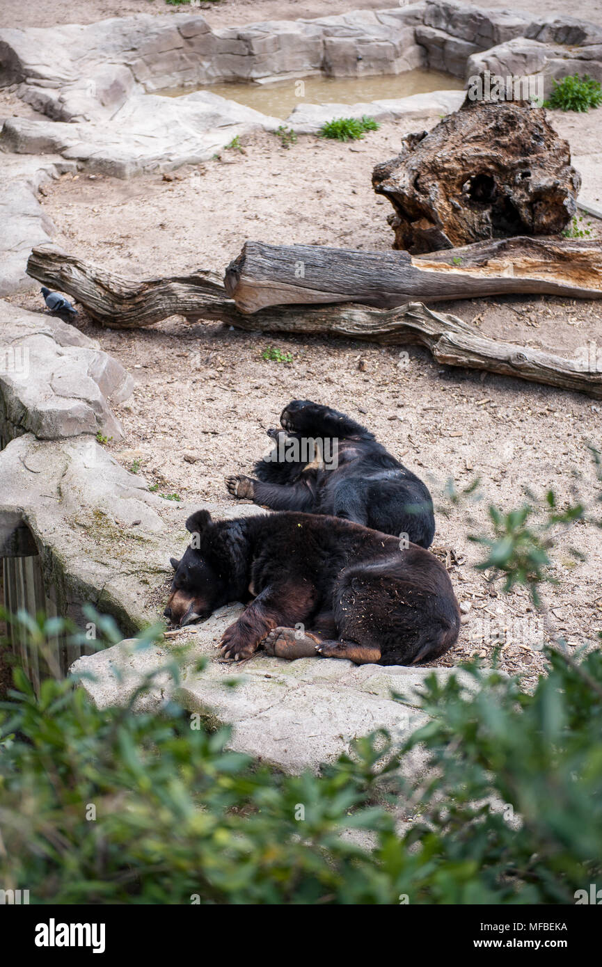 Two bears sleep hi-res stock photography and images - Alamy