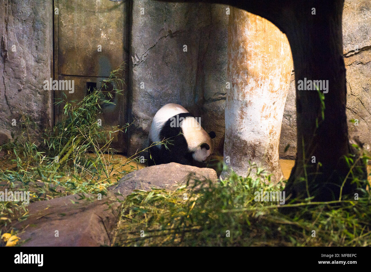 Giant Panda in the zoo Stock Photo - Alamy