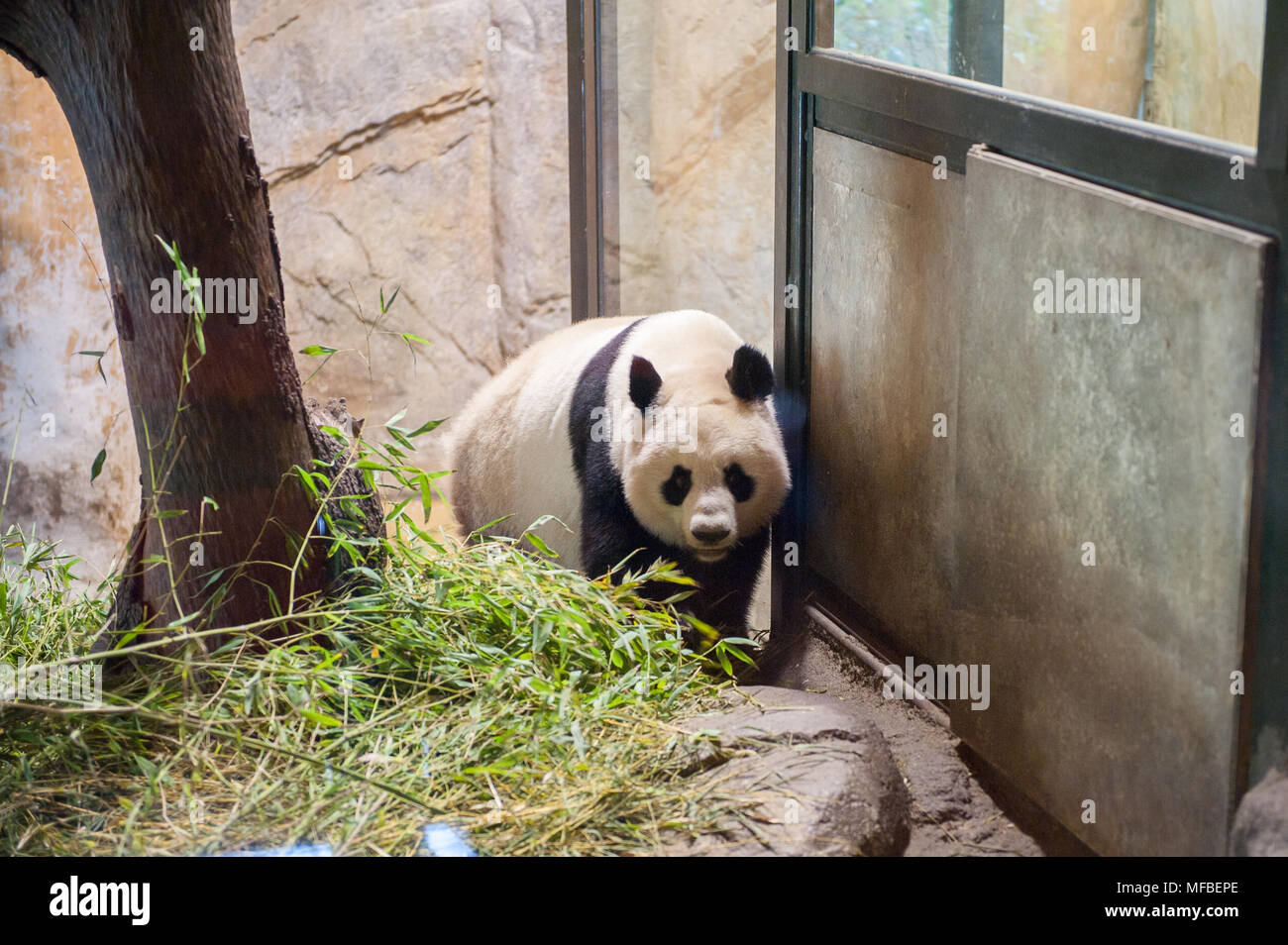 Giant Panda in the zoo Stock Photo - Alamy