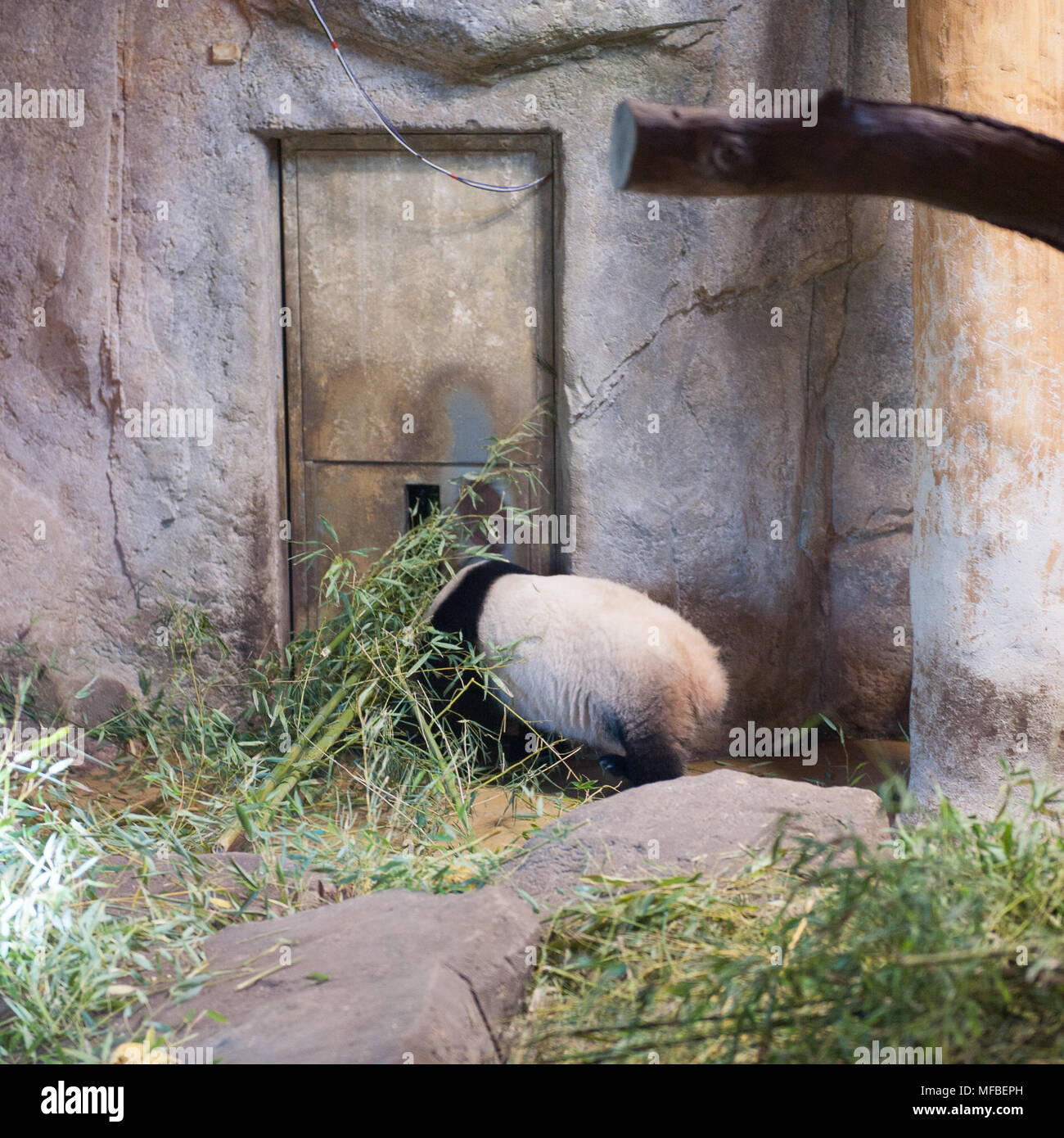 Spain madrid china panda hi-res stock photography and images - Alamy