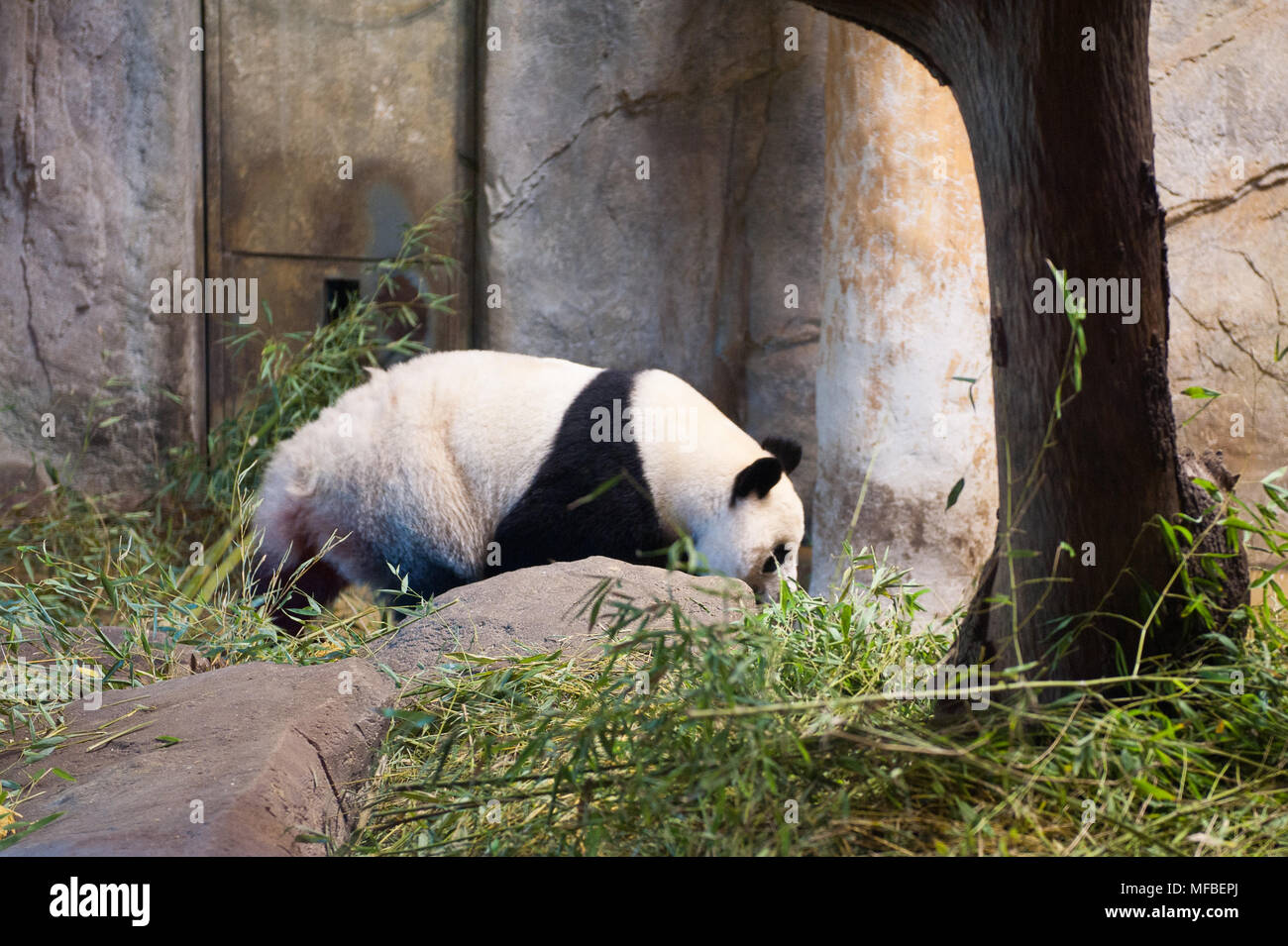 Giant Panda in the zoo Stock Photo - Alamy
