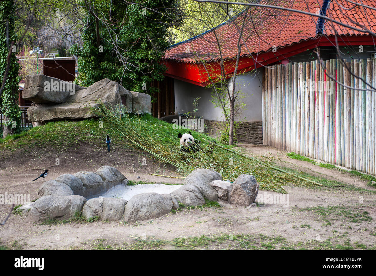Giant Panda in the zoo Stock Photo - Alamy