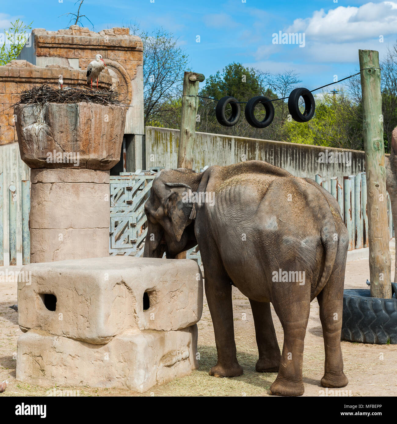 Elephant from behind in the zoo Stock Photo - Alamy