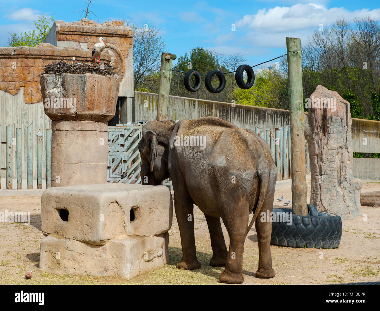 Elephant from behind in the zoo Stock Photo - Alamy