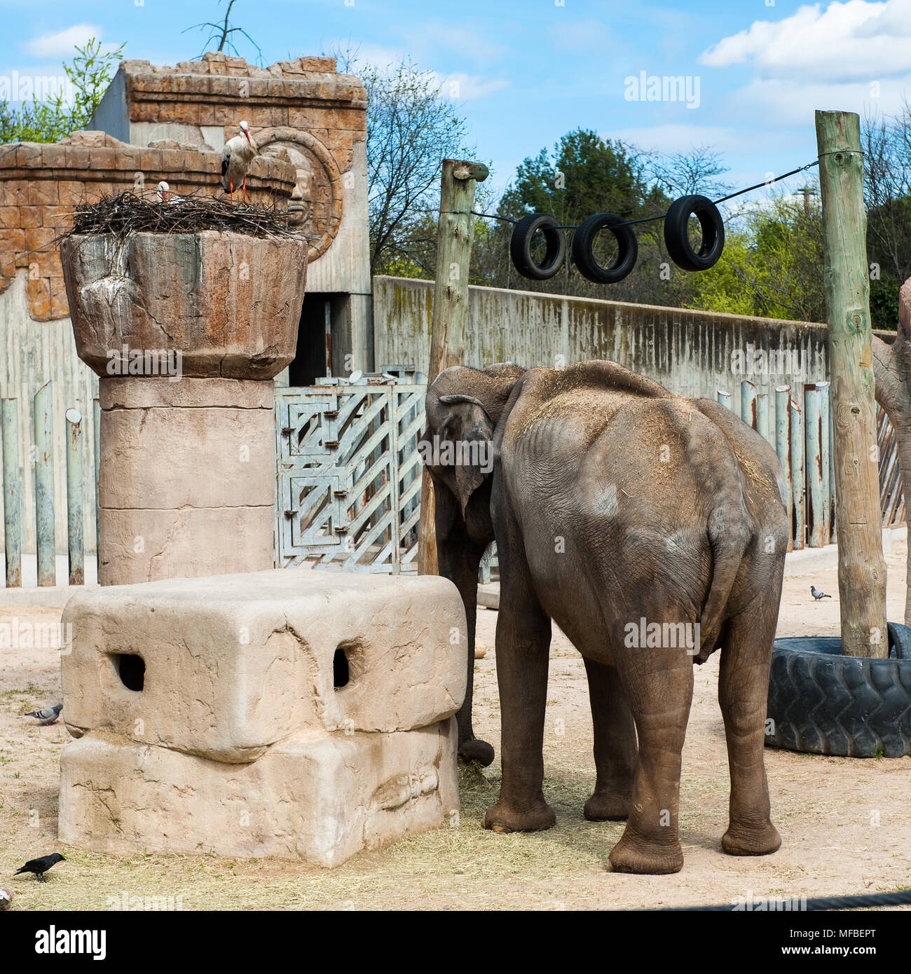 Elephant from behind in the zoo Stock Photo - Alamy