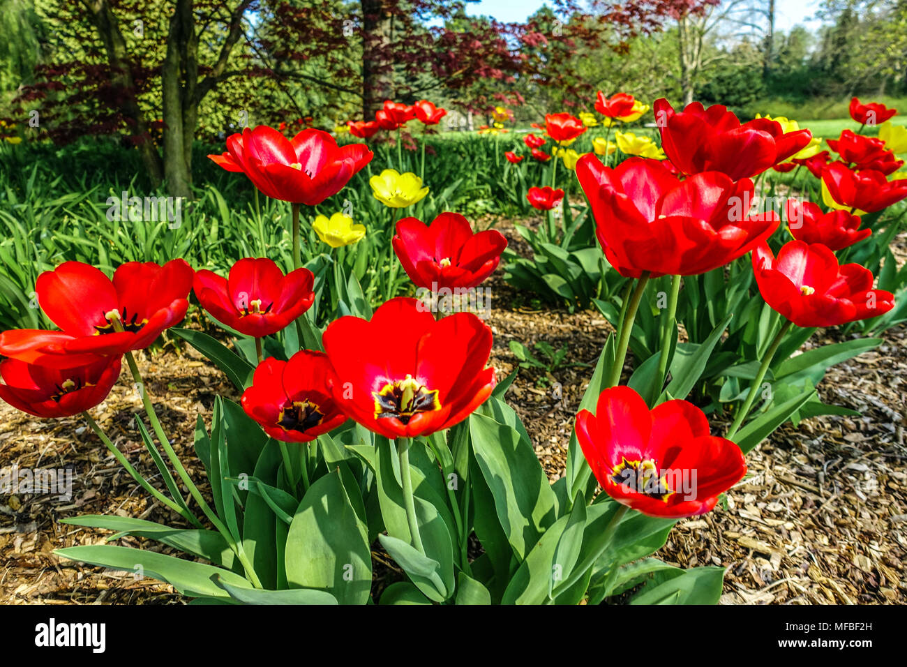 Tulip Red Tulips, Red flowers in garden Stock Photo - Alamy