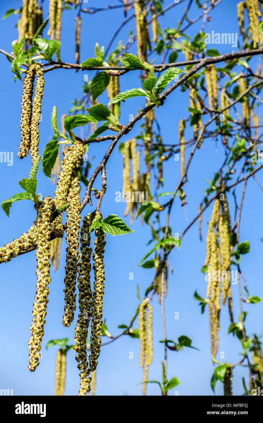 White birch trees in garden hi-res stock photography and images - Alamy
