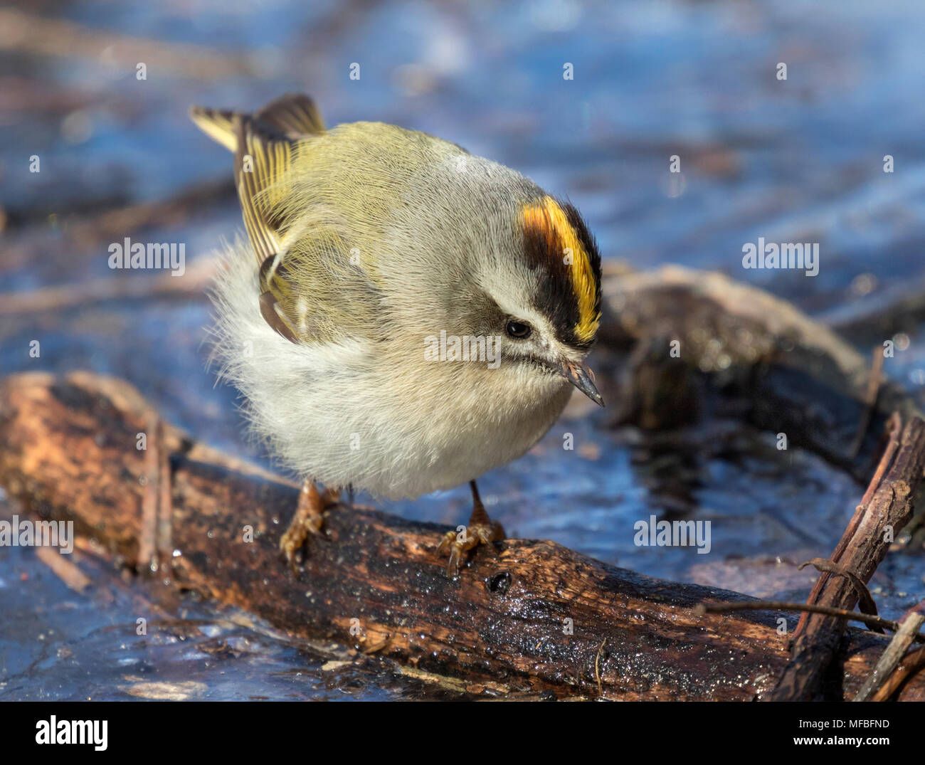 Golden-crowned kinglet (Regulus satrapa) foraging on ice of frozen lake ...