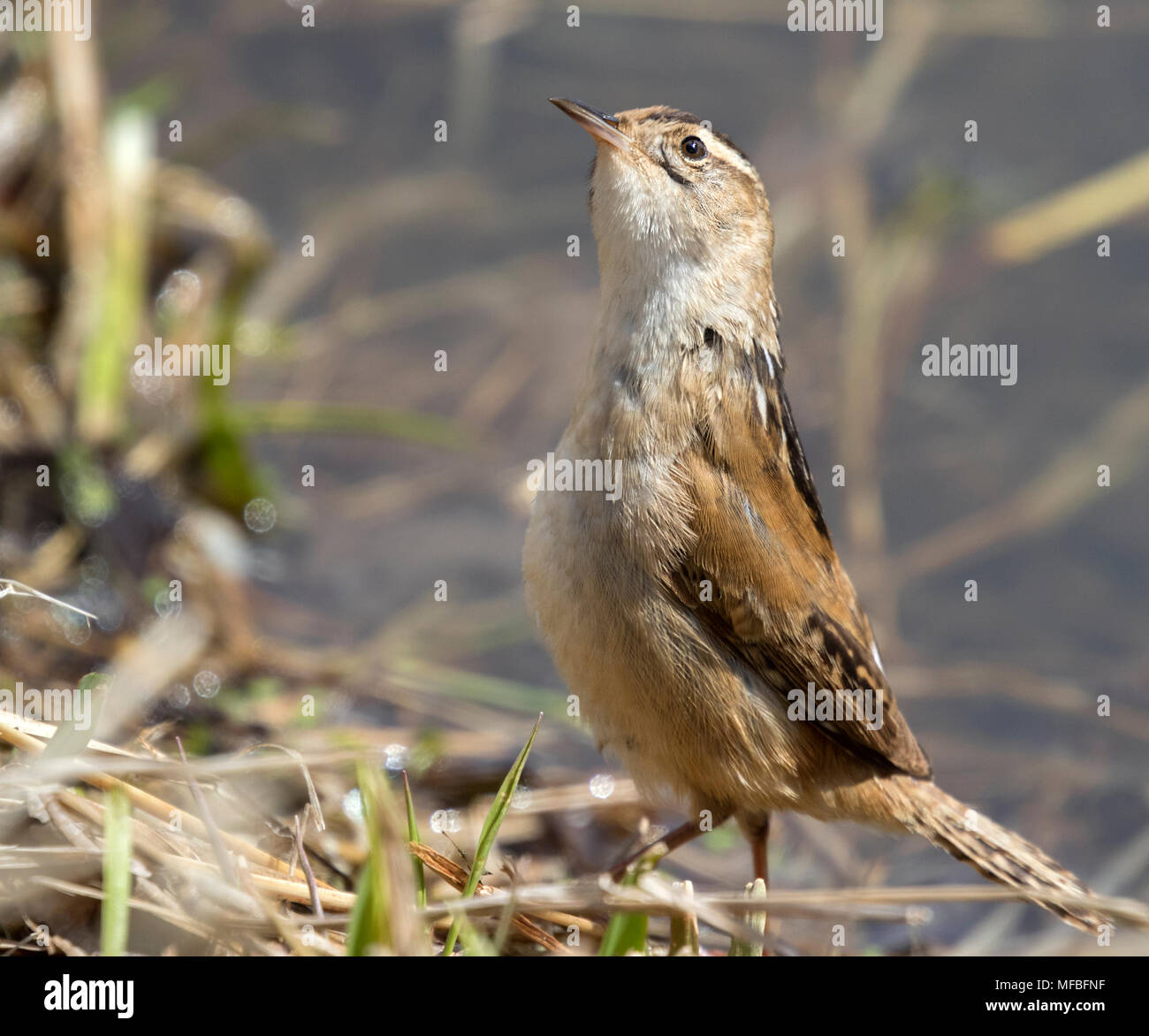 Cistpthorus palustris hi-res stock photography and images - Alamy