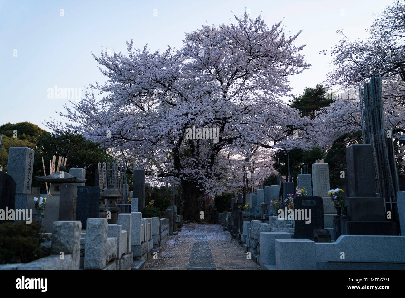 Traditional style Japanese cemetery, Ikegami Honmonji temple, Ota-Ku ...