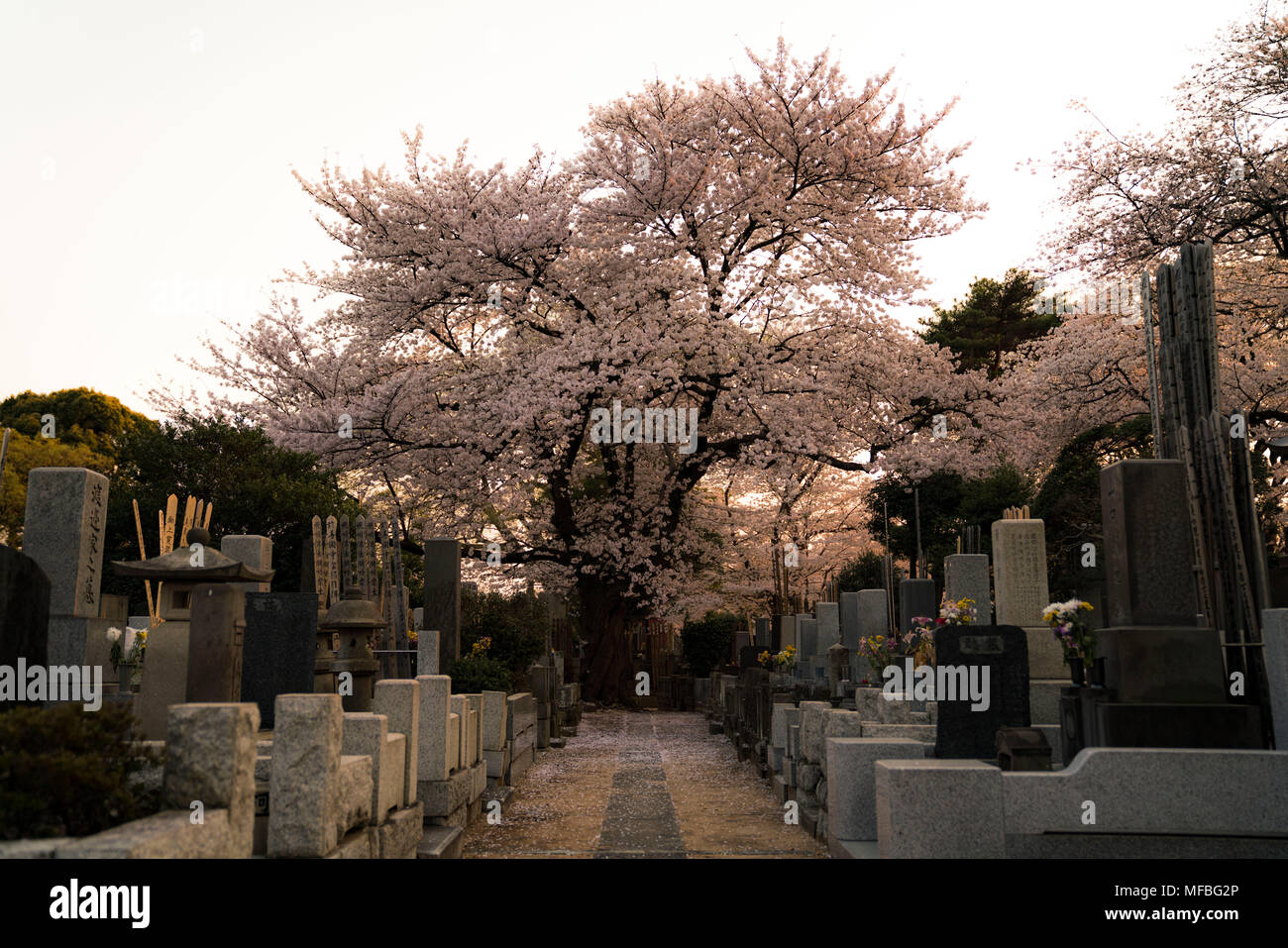 Traditional japanese graves hi-res stock photography and images - Alamy