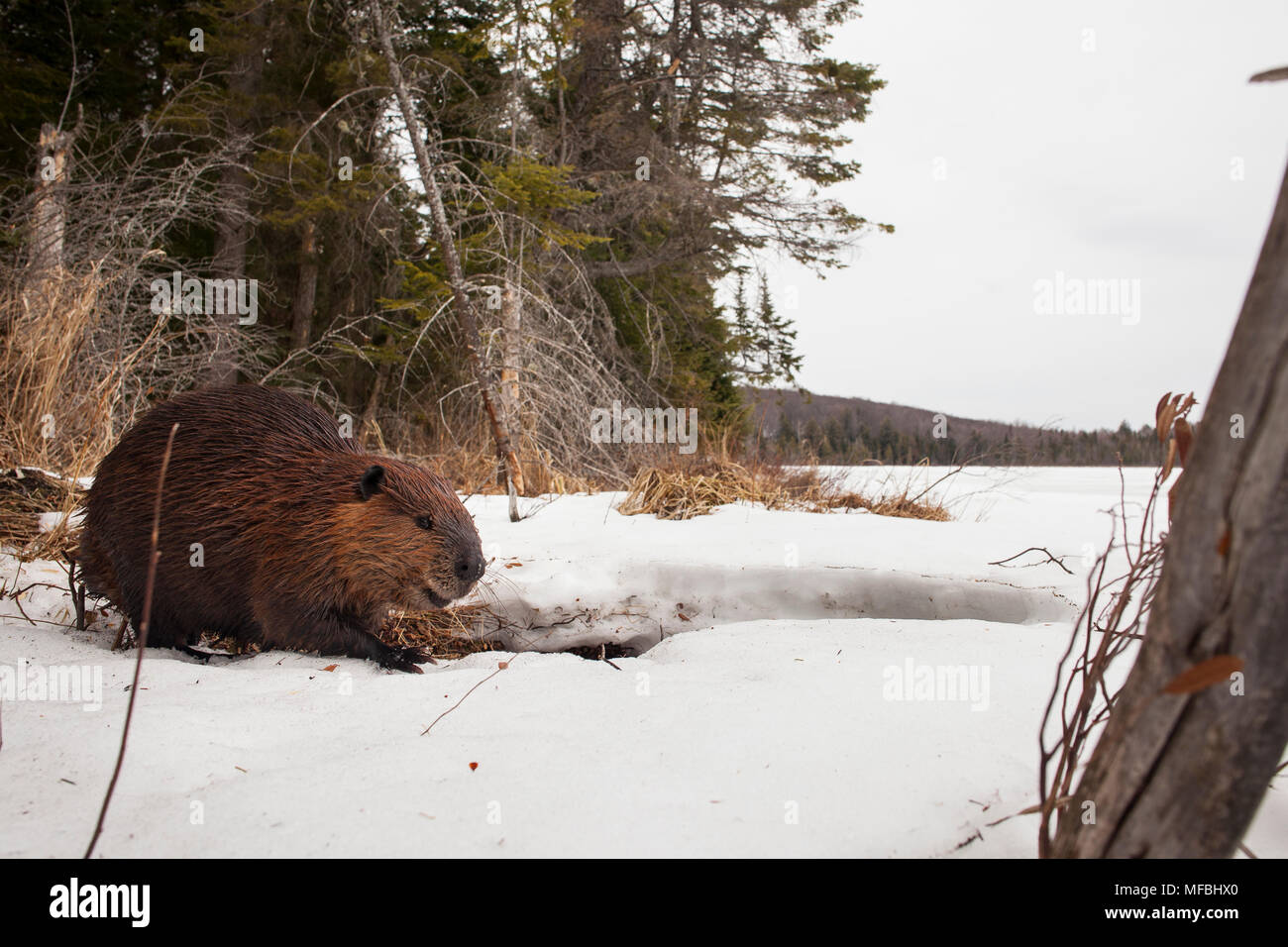 Beaver food animal wildlife hi-res stock photography and images - Alamy