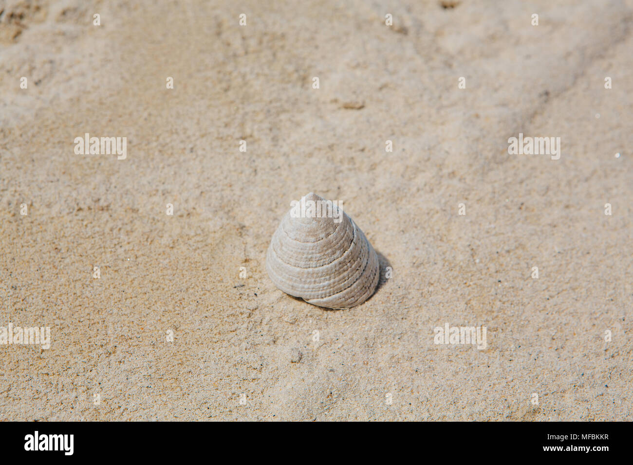 Cone shaped shell hi-res stock photography and images - Alamy