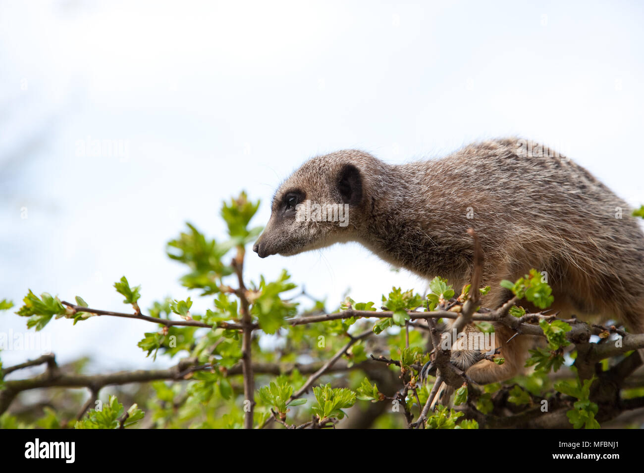 Classification of animals hi-res stock photography and images - Alamy