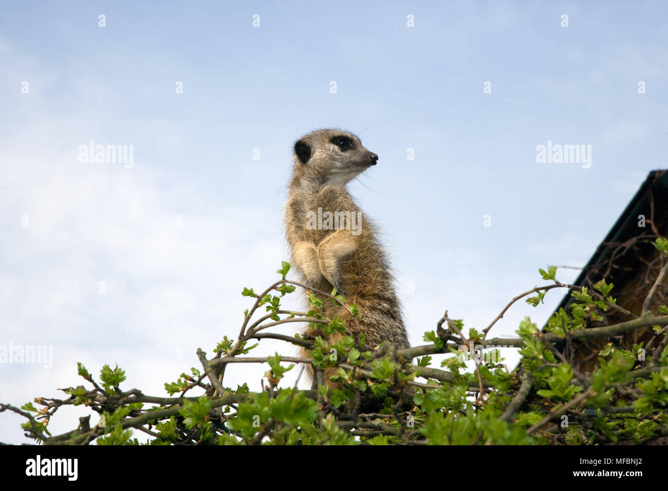 Meercat, Surikat (Suricata suricatta Stock Photo - Alamy