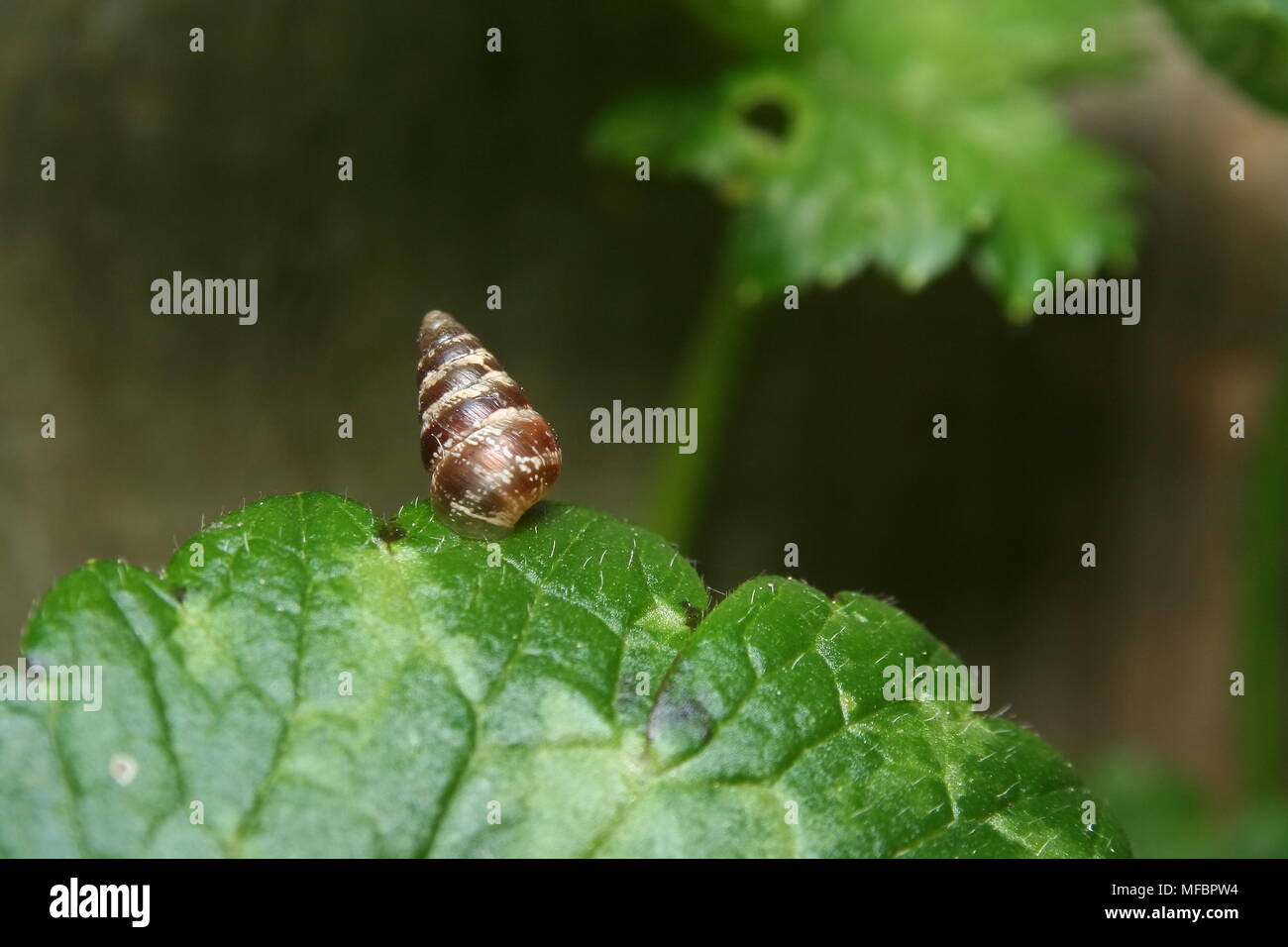 Cone snail shell hi-res stock photography and images - Alamy
