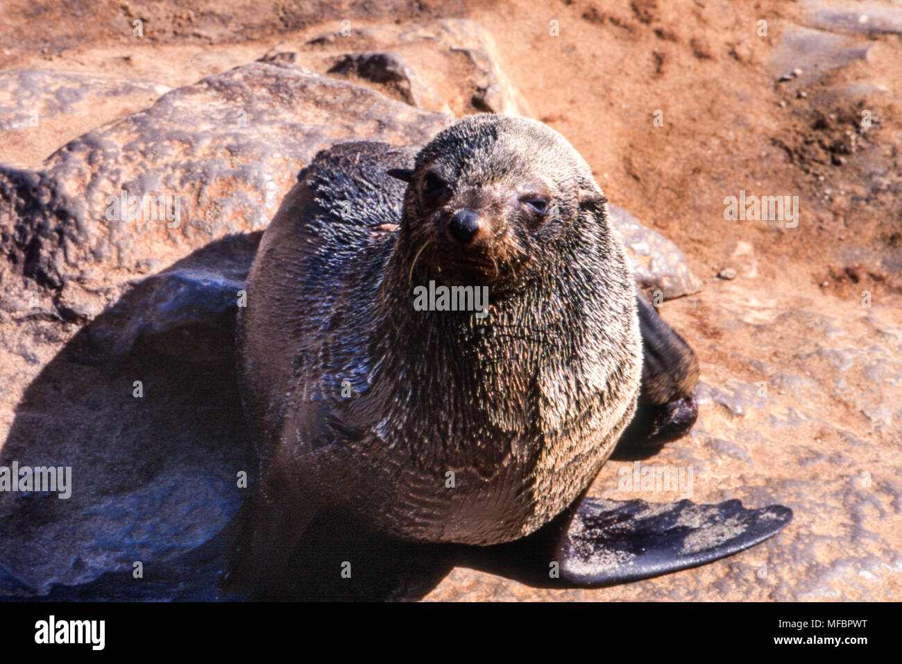 cape fur seal (arctocephalus pusillus) cape cross, namibia, africa ...