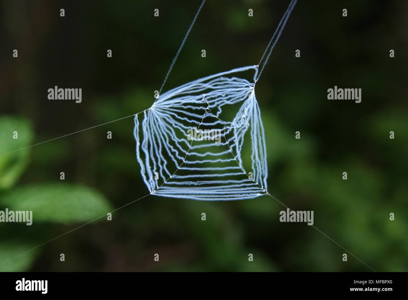 Net casting spider hi-res stock photography and images - Alamy