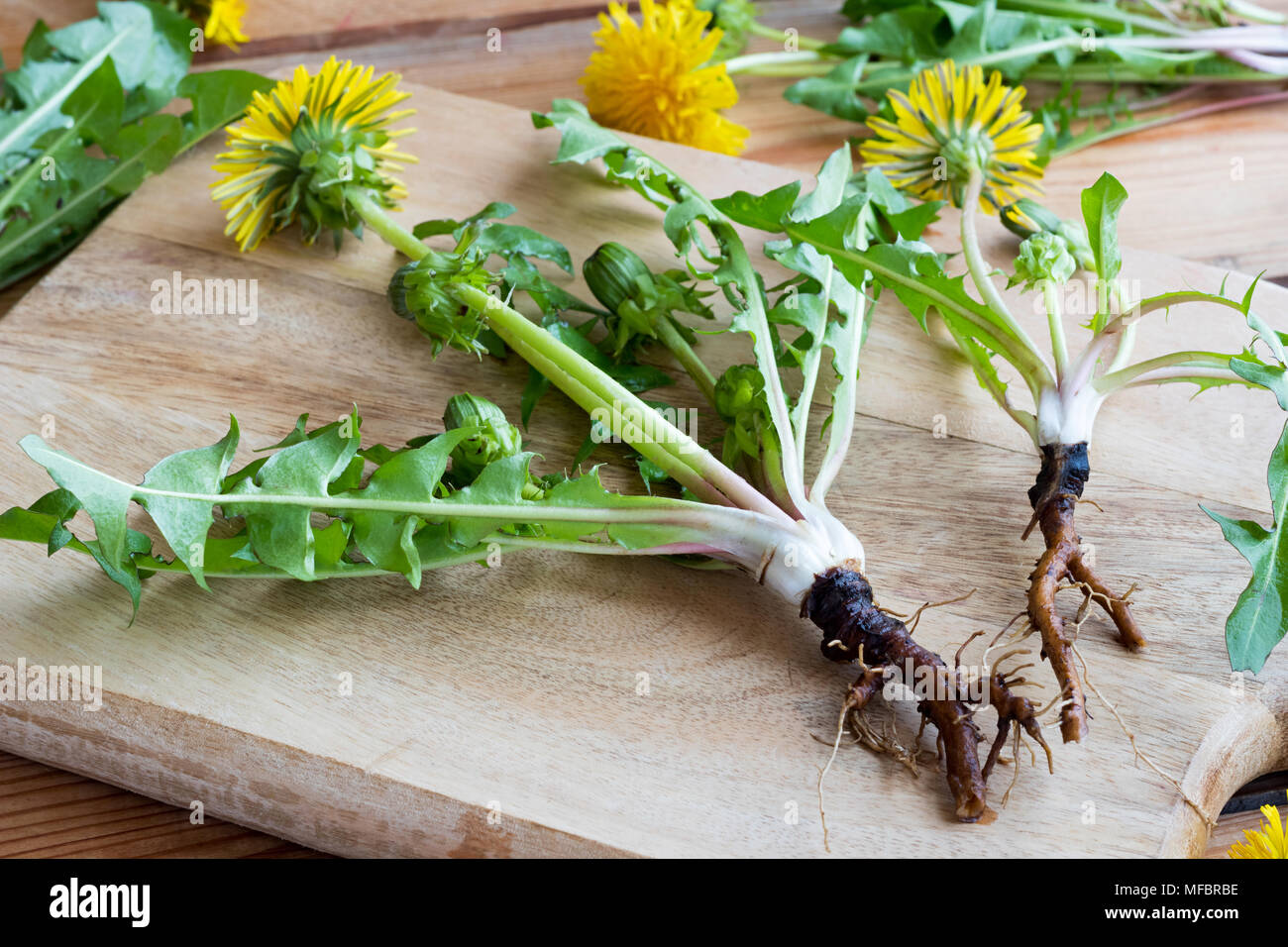 Whole dandelion plant with root on a table Stock Photo - Alamy