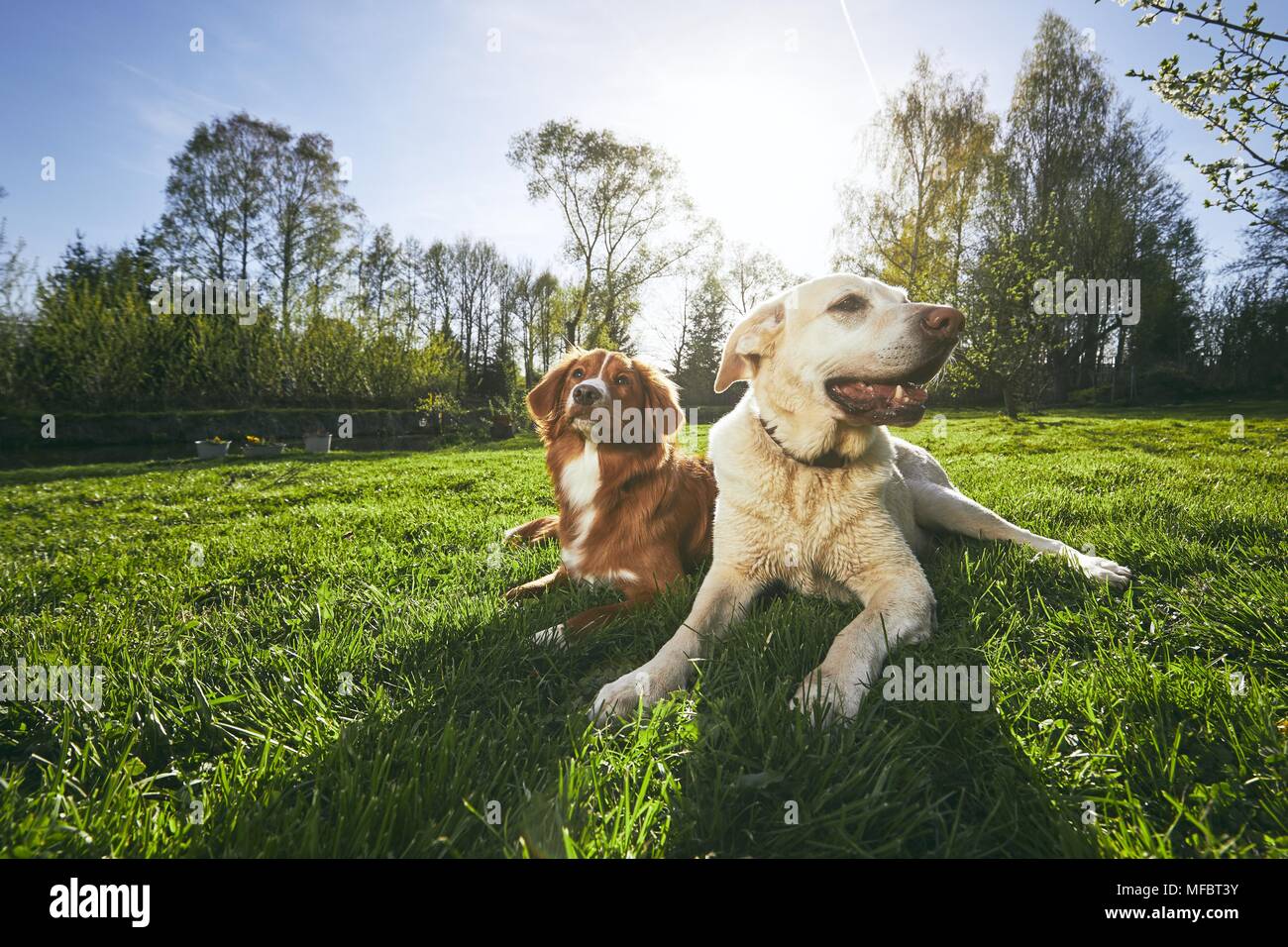Labrador retriever with duck hi-res stock photography and images - Alamy