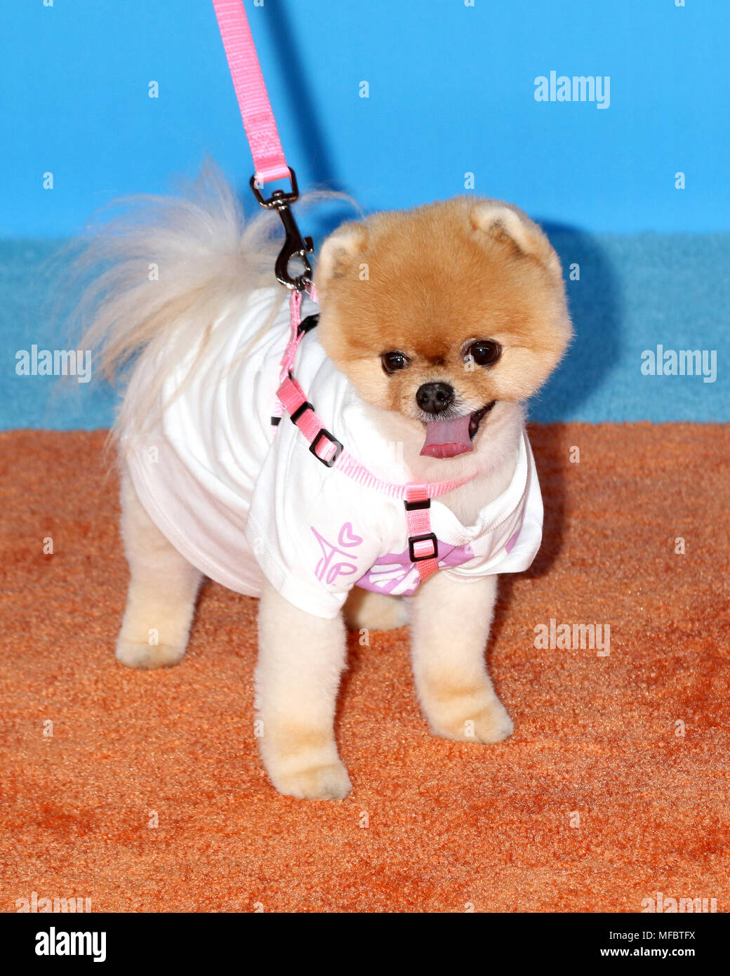Jiffpom hi-res stock photography and images - Alamy