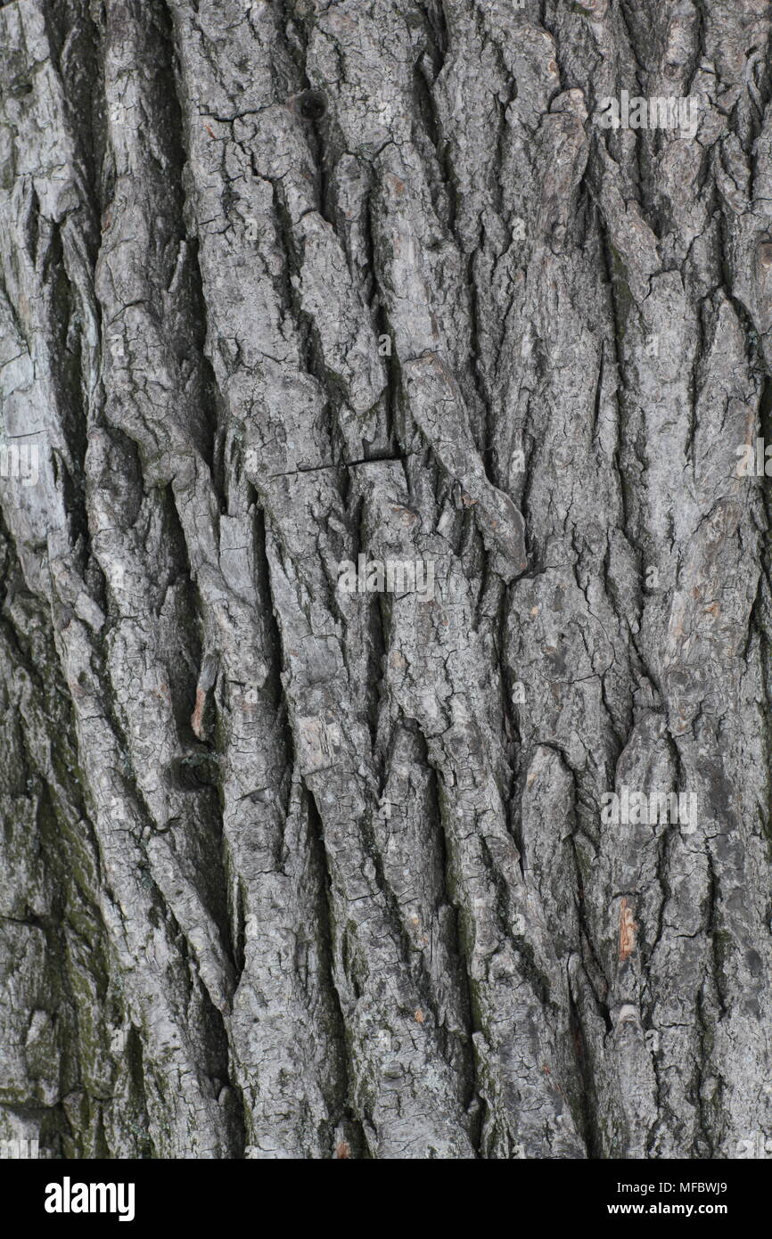 Poplar bark texture of old wood Stock Photo - Alamy