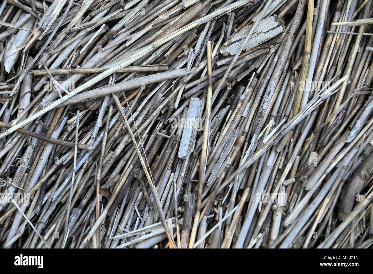 Fallen reeds Texture background Stock Photo - Alamy