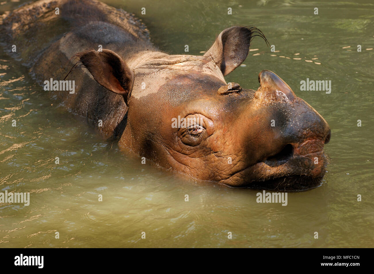 SUMATRAN RHINOCEROS Dicerorhinus sumatrensis Borneo Stock Photo - Alamy