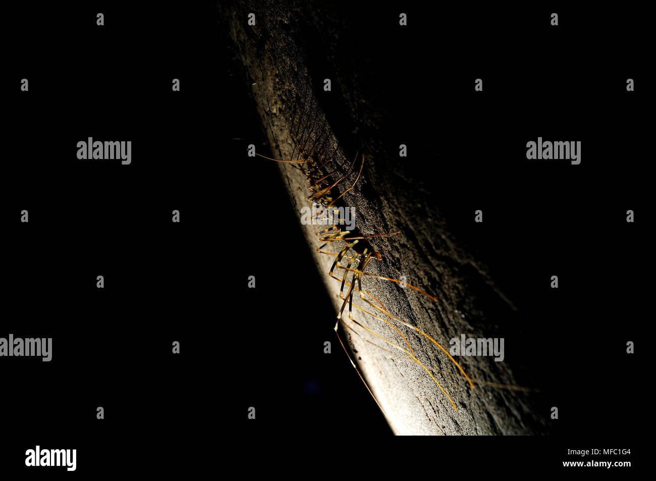 LONG-LEGGED CENTIPEDE Scutigera coleoptrata in cave Sabah, Borneo ...