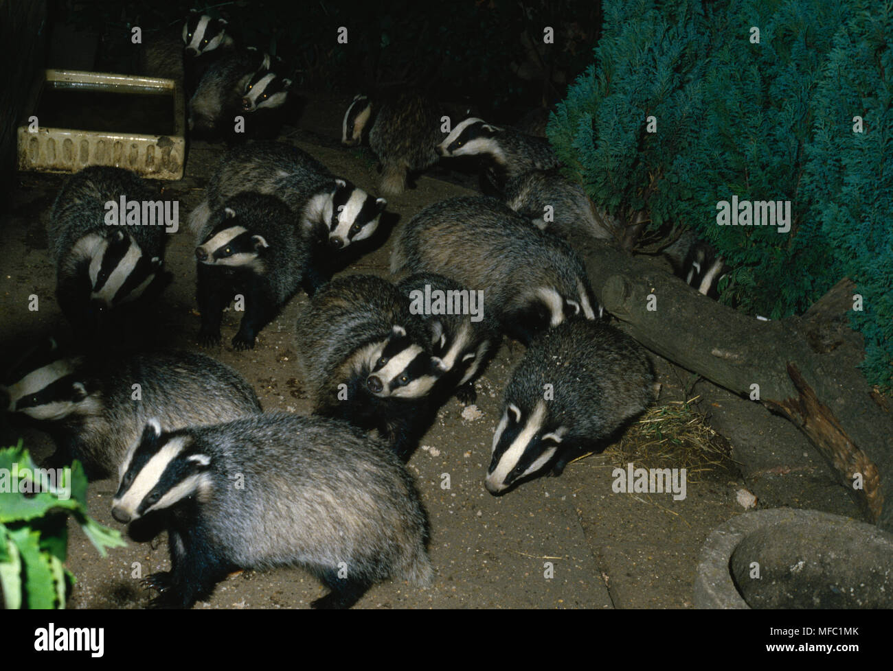 BADGER large group in urban Meles meles surroundings at night Stock ...