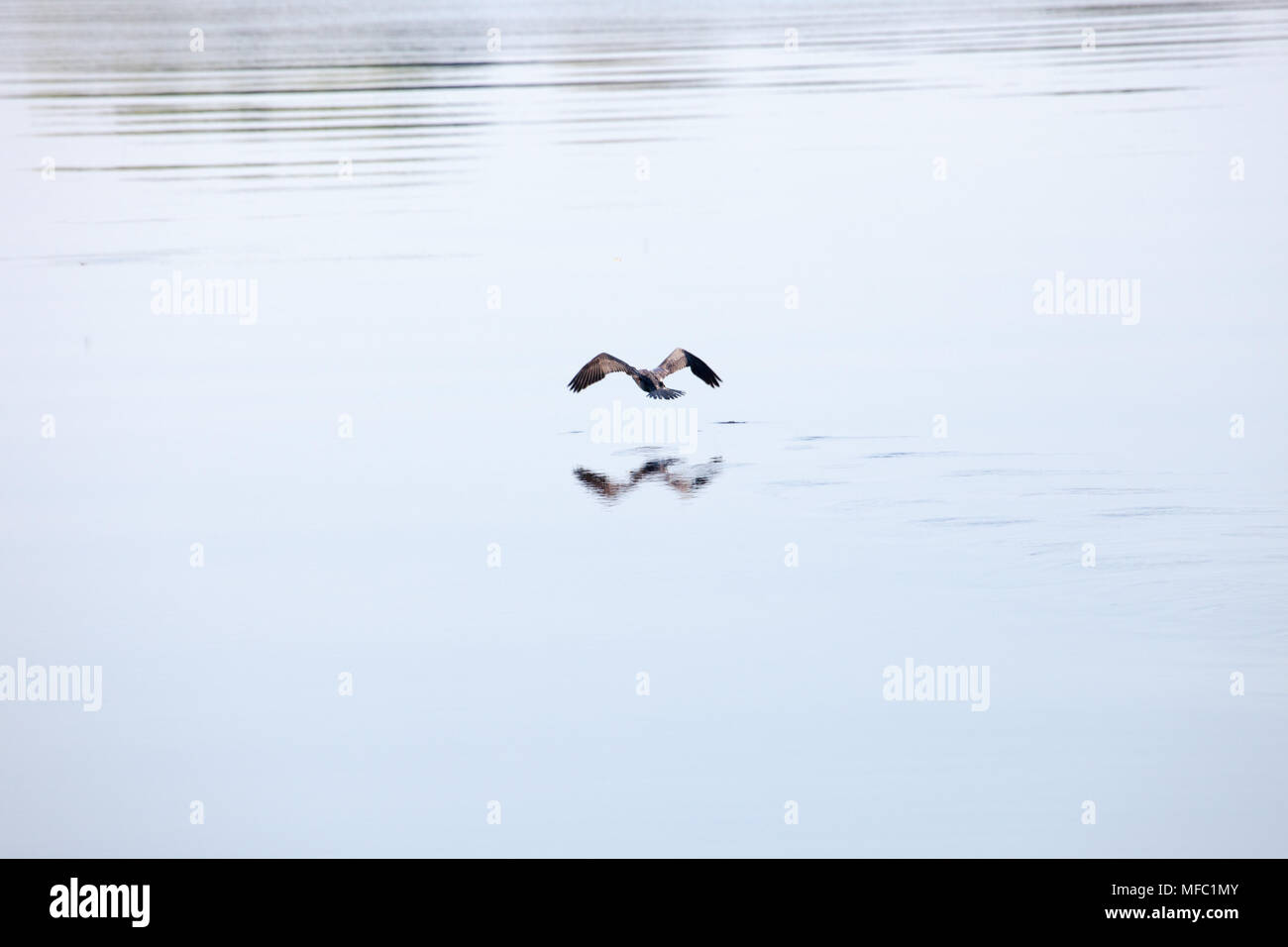 Amazon rainforest aerial bird hi-res stock photography and images - Alamy