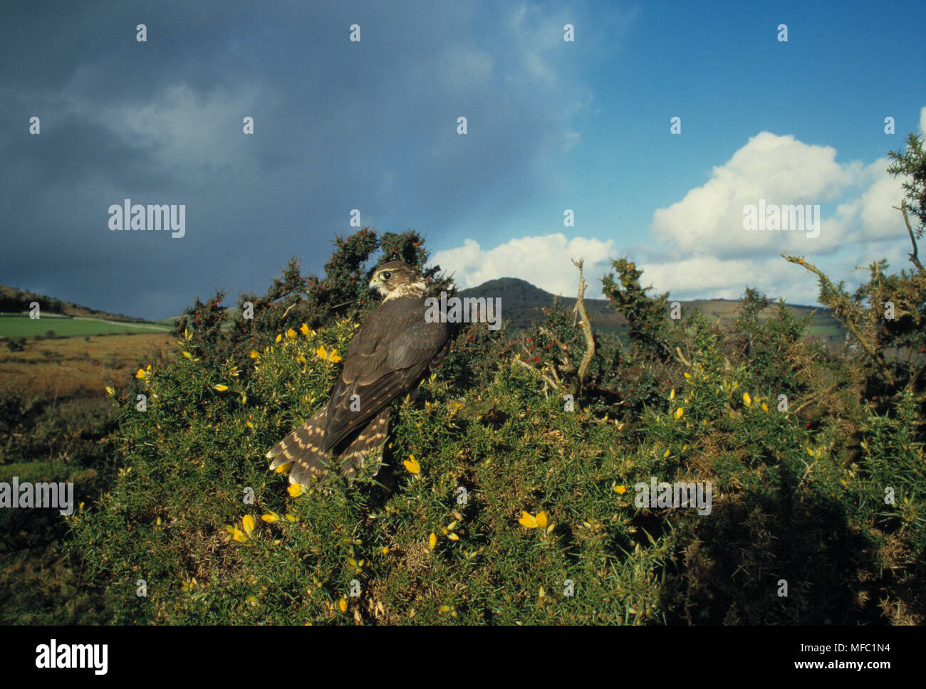 Merlin merlins falcon falcons hi-res stock photography and images - Alamy