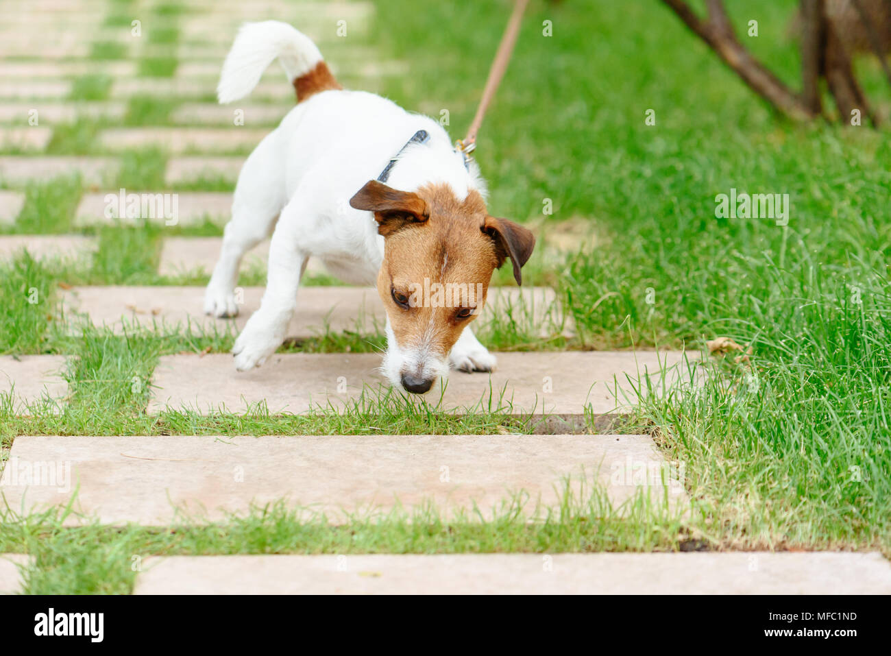 Dog pulling leash tries to eat something from ground Stock Photo - Alamy