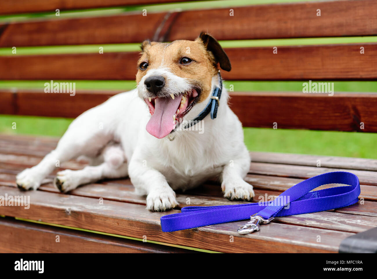 Outdoor closeup portrait of dog on park bench with leash Stock Photo ...