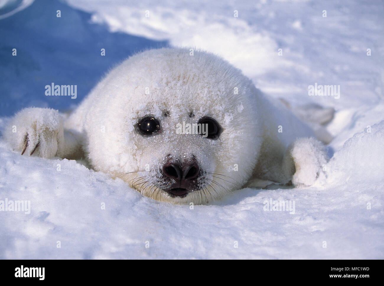 HARP SEAL young, head detail Phoca groenlandica Magdalen Islands, Gulf of Saint Lawrence, Canada ...