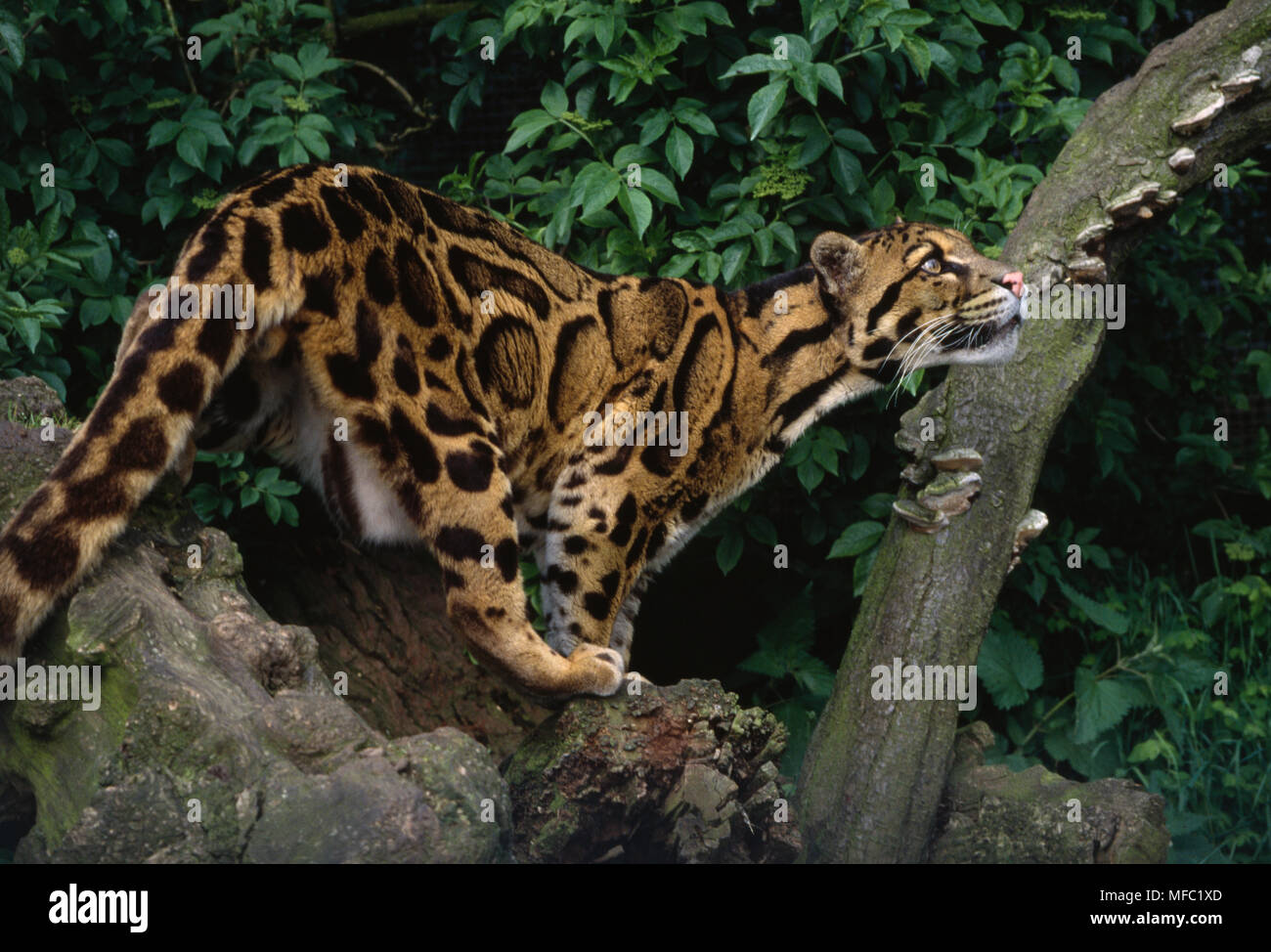 CLOUDED LEOPARD in captivity Neofelis nebulosa Native to Malaysia Stock ...