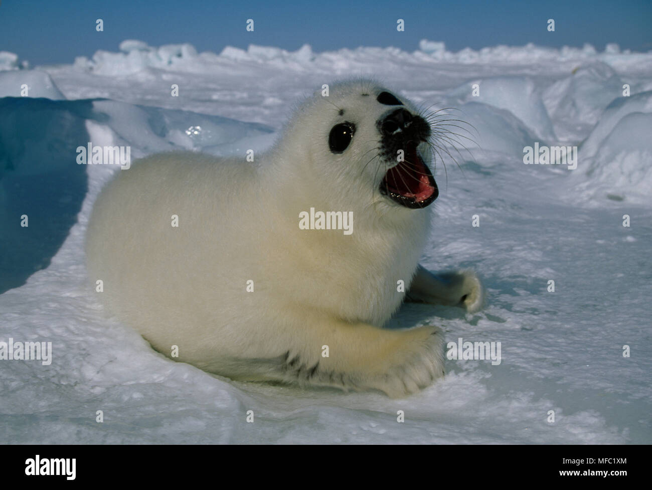 Harp seals snow hi-res stock photography and images - Alamy
