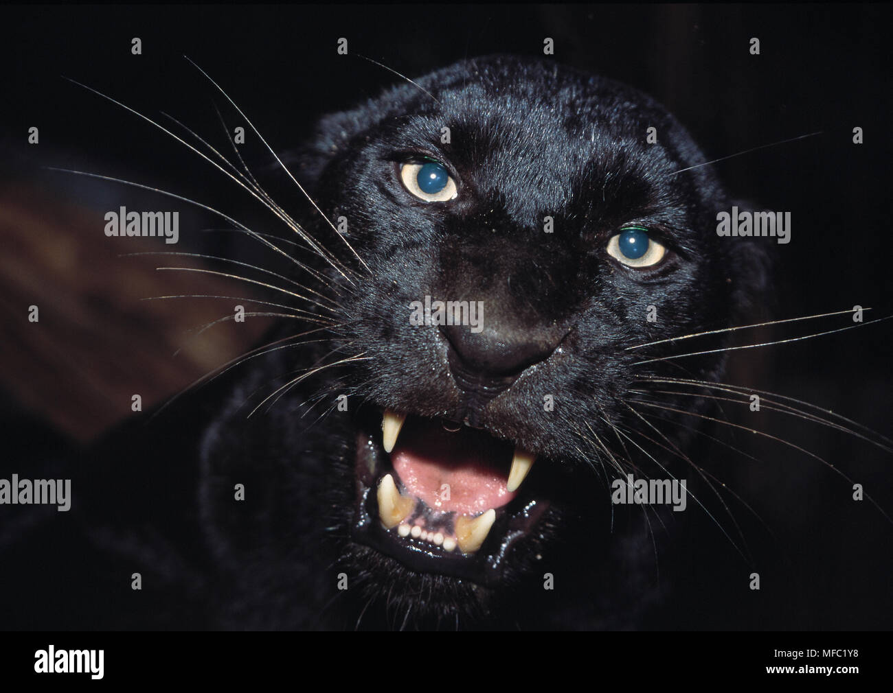 Black panther snarling hi-res stock photography and images - Alamy