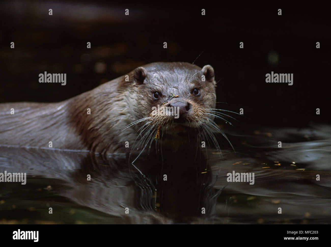 EUROPEAN OTTER in water Lutra lutra Welsh Mountain Zoo, Wales. Captive ...
