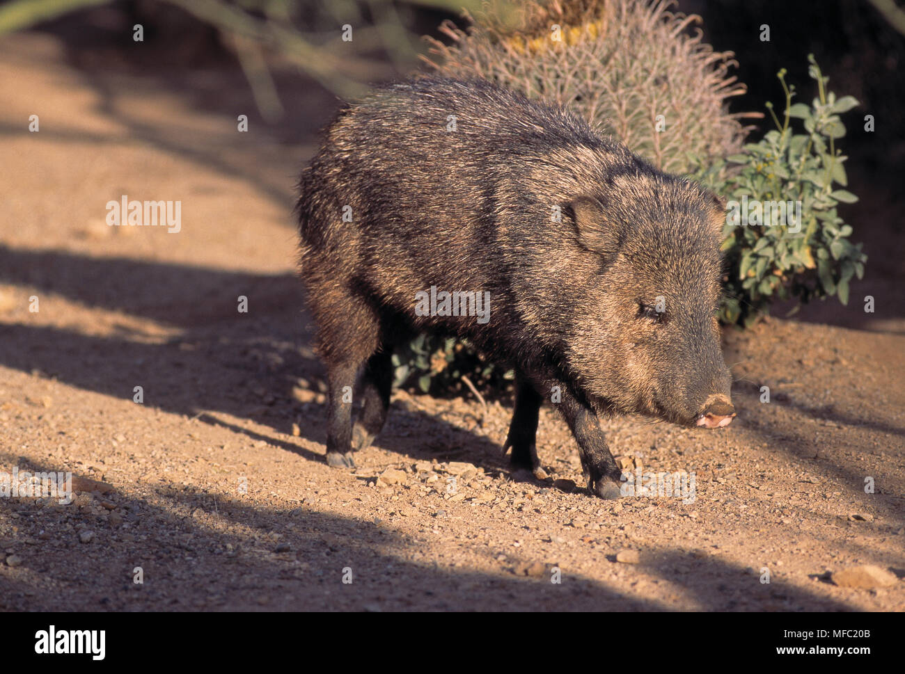COLLARED PECCARY or JAVELINA Tayassu tajacu Arizona Sonoran Desert ...