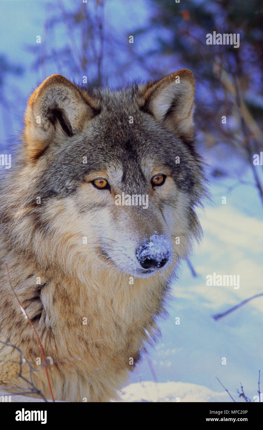 N.AMERICAN GREY or TIMBER WOLF Canis lupus head detail, with snow on ...