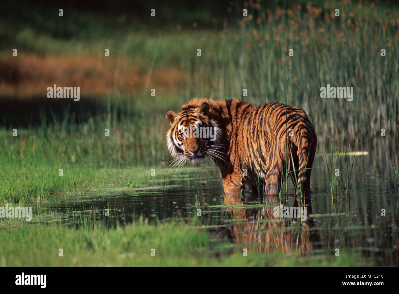 BENGAL TIGER Panthera tigris tigris Endangered Stock Photo - Alamy