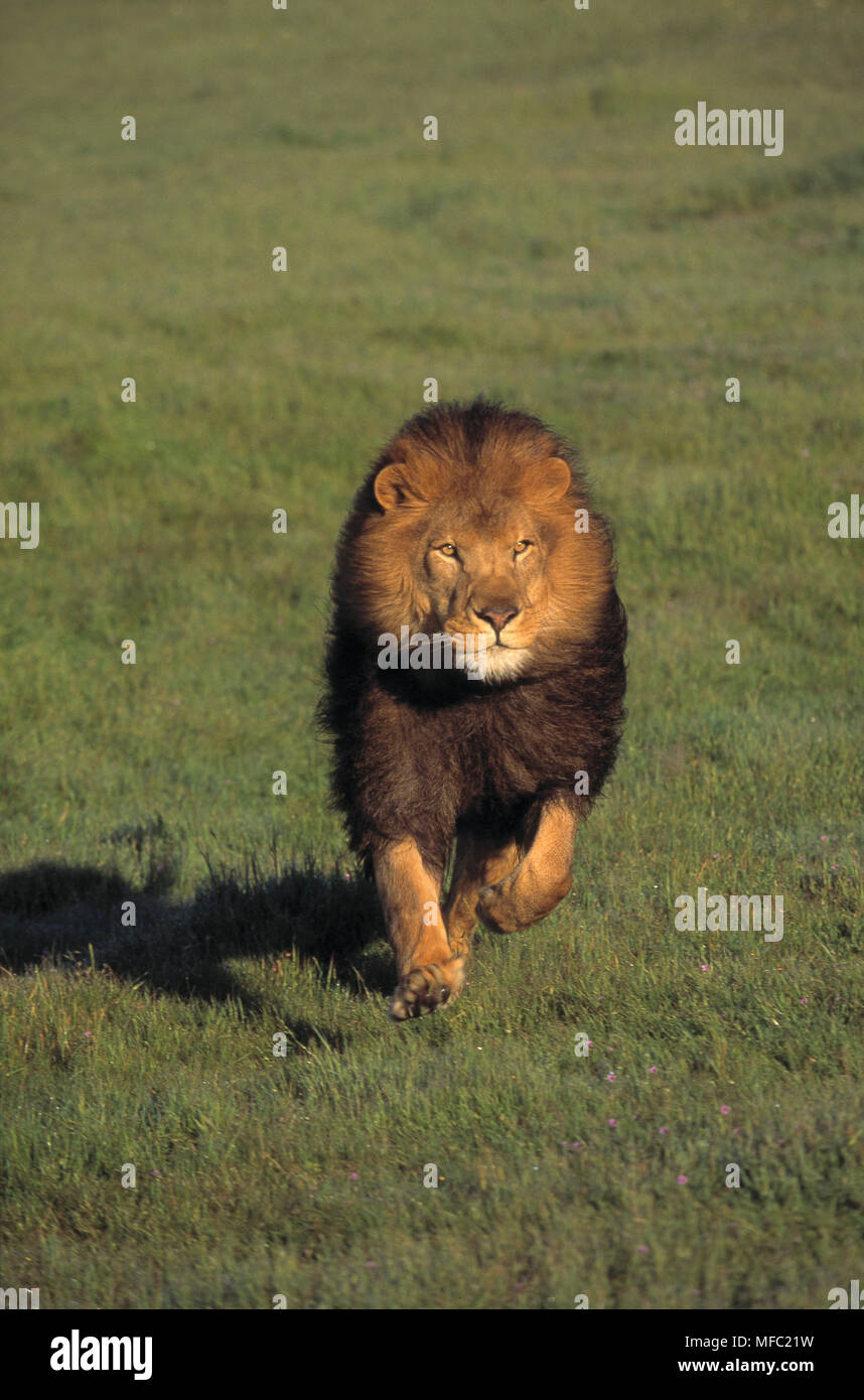 LION male running Panthera leo Stock Photo - Alamy