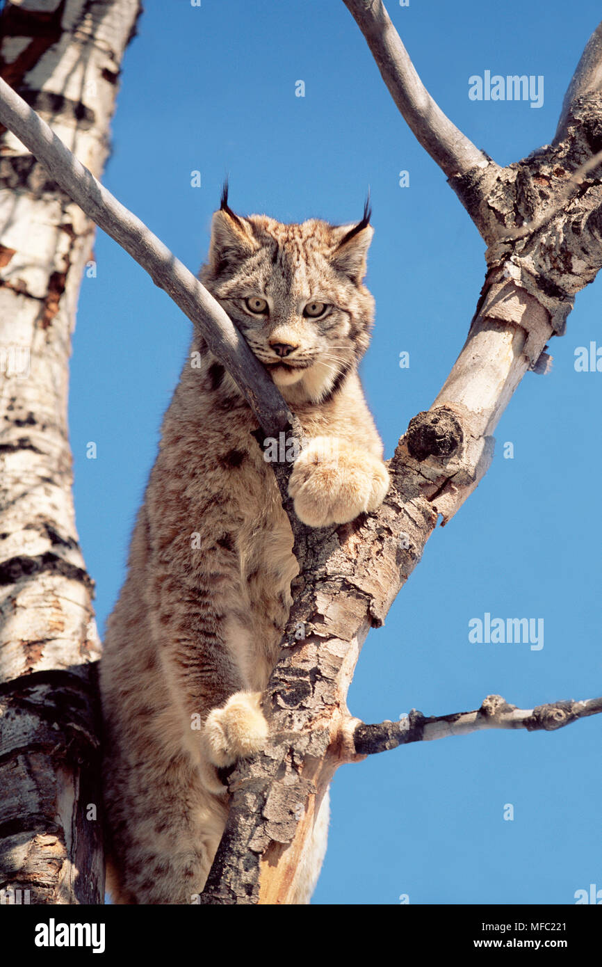 CANADIAN LYNX in tree Felis canadensis (Lynx canadensis) North America ...