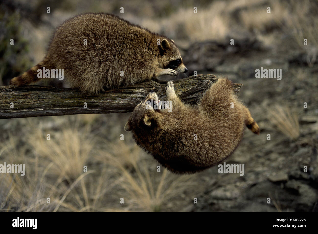 Dead racoon hi-res stock photography and images - Alamy