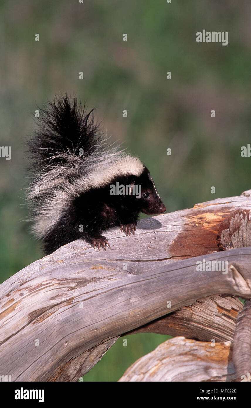 STRIPED SKUNK young Mephitis mephitis Stock Photo - Alamy