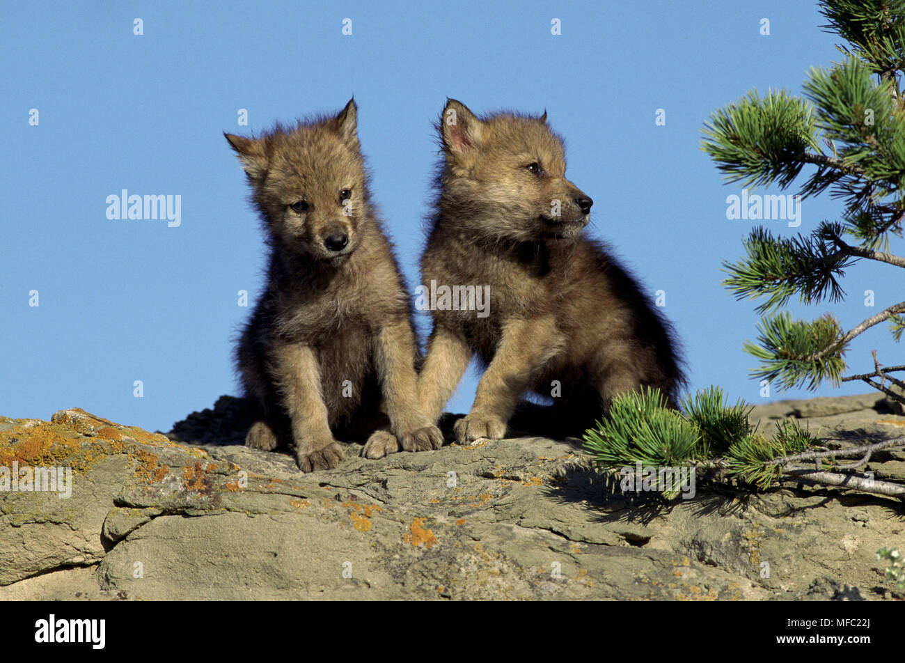 NORTH AMERICAN GREY WOLF or TIMBER WOLF Canis lupus cubs outside den ...