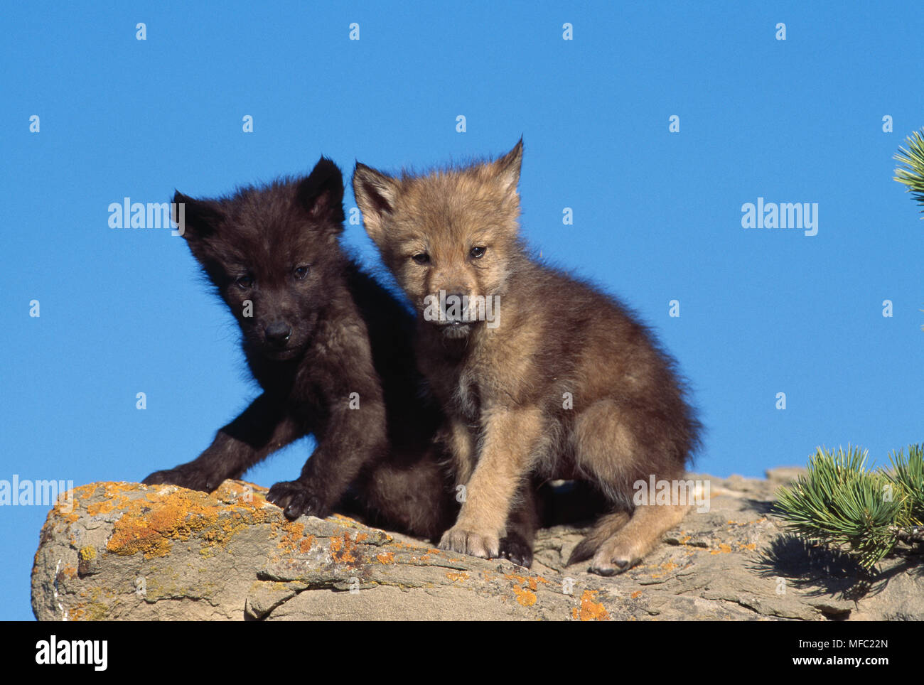 NORTH AMERICAN GREY or TIMBER WOLF Canis lupus two young by den Montana ...