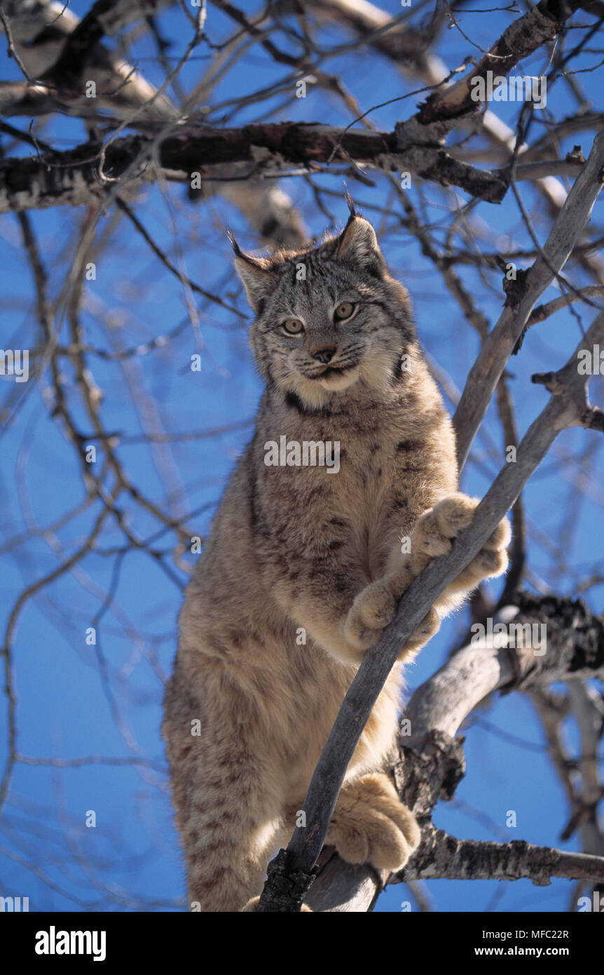 Canadian lynx tree hi-res stock photography and images - Alamy