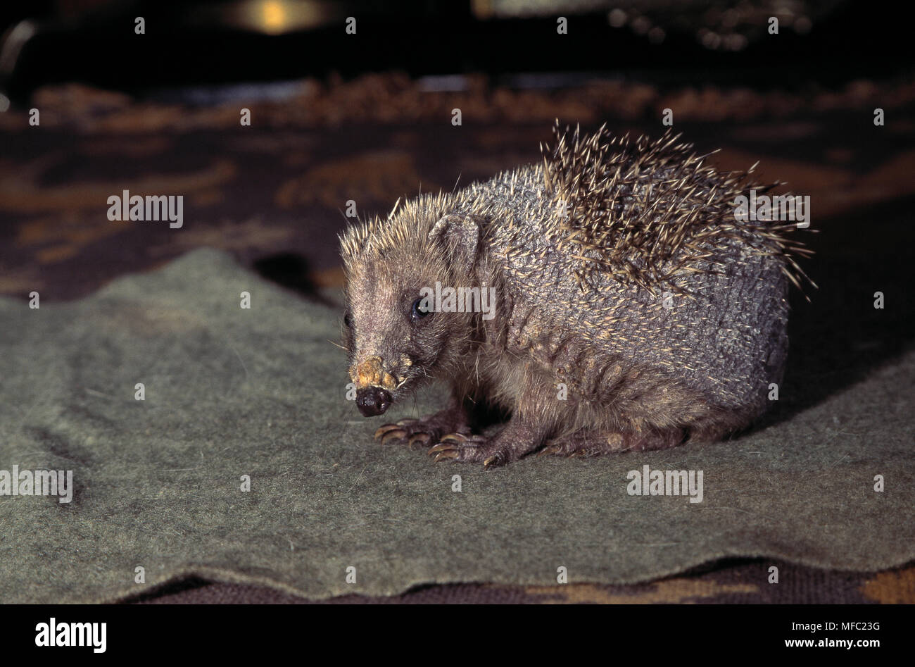 Sick hedgehog hi-res stock photography and images - Alamy